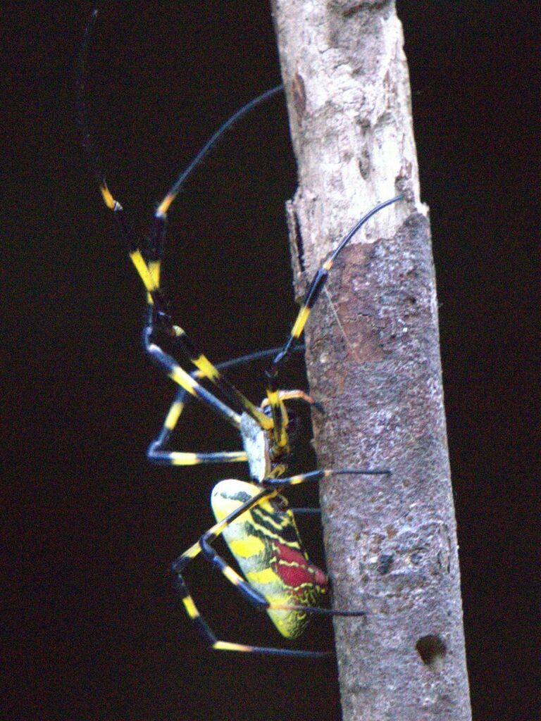 Joro Spider from Kanagawa, Japan on August 31, 2023 by Mei Li P ...
