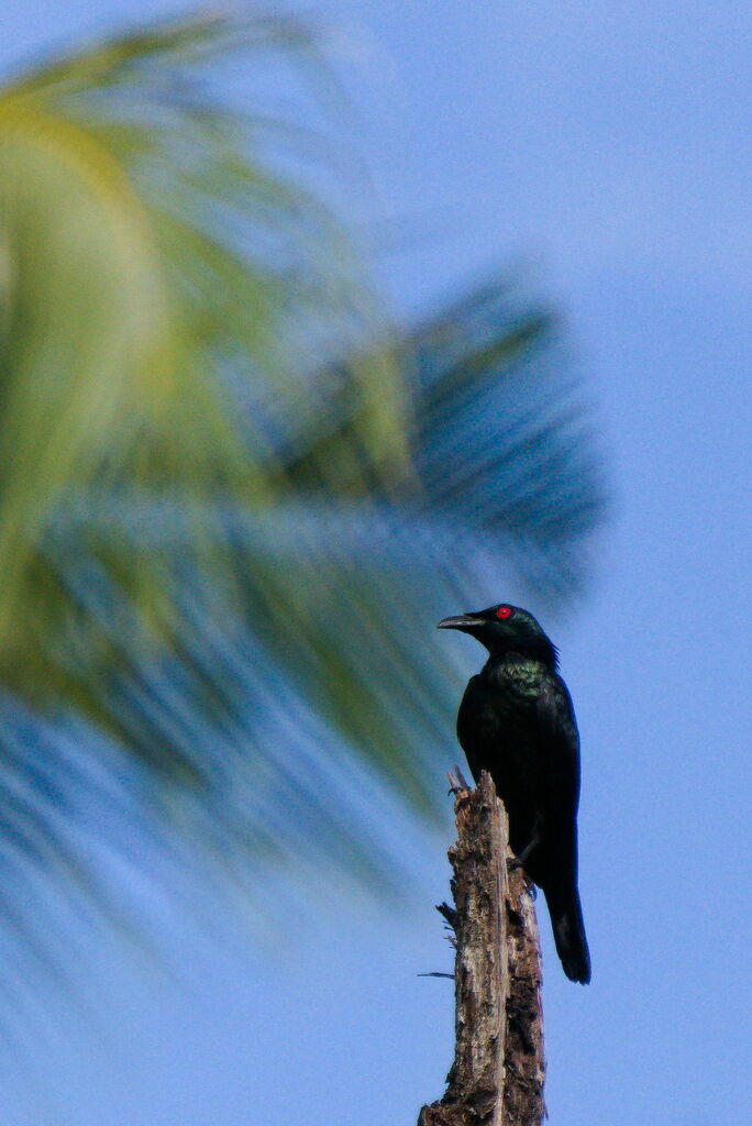 Asian Glossy Starling from Mindanao, Philippines on August 1, 2022 by Mei Li P. · iNaturalist