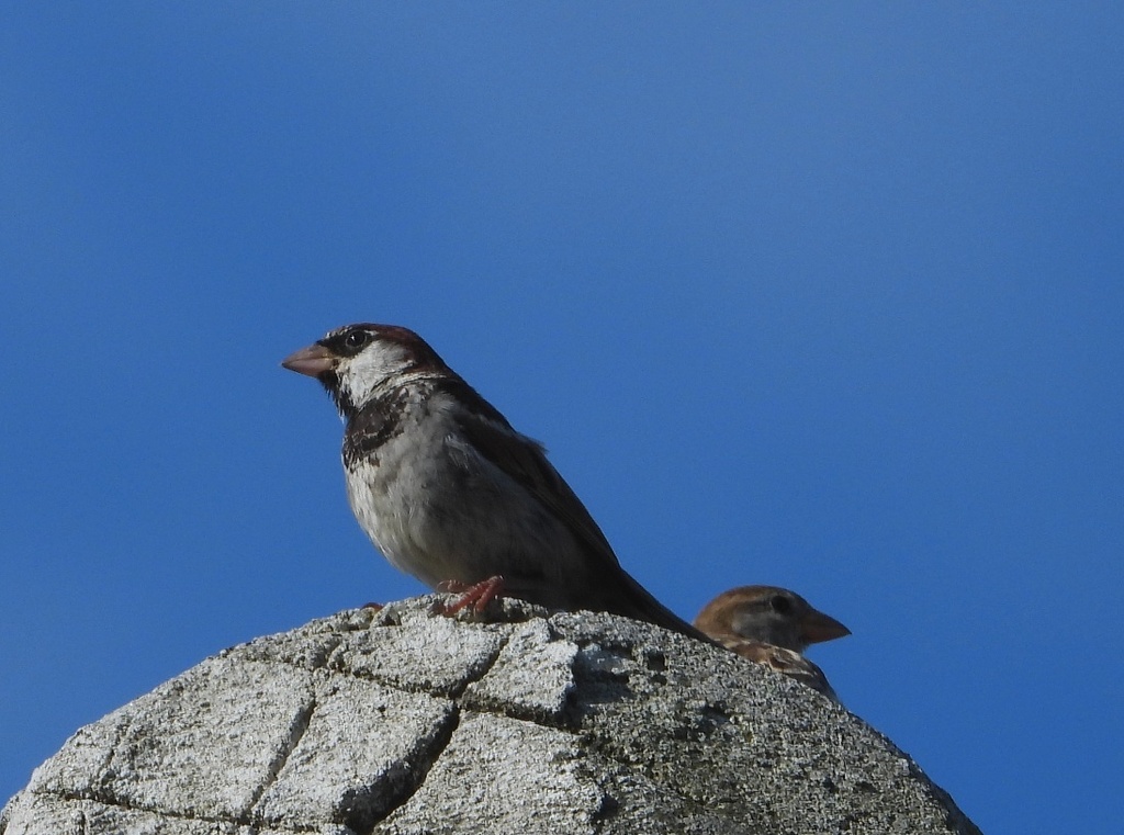 Italian Sparrow from CCA Racconigi - Cuneo - Italia on August 31, 2023 ...