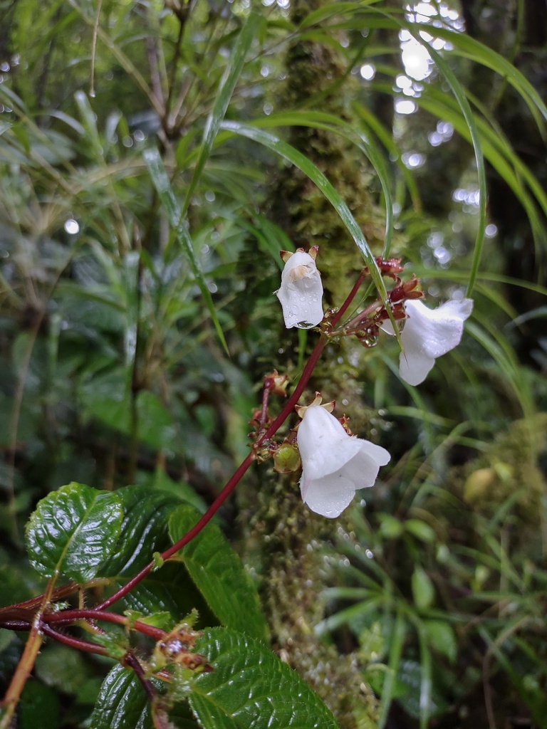 Monopyle maxonii from Puntarenas Province, Monteverde, Costa Rica on ...