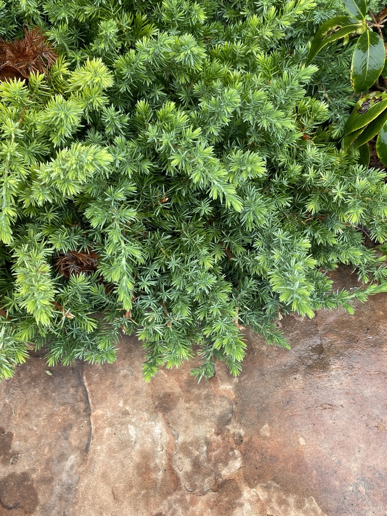 common juniper from Via Huerto, Santa Barbara, CA, US on August 31 ...