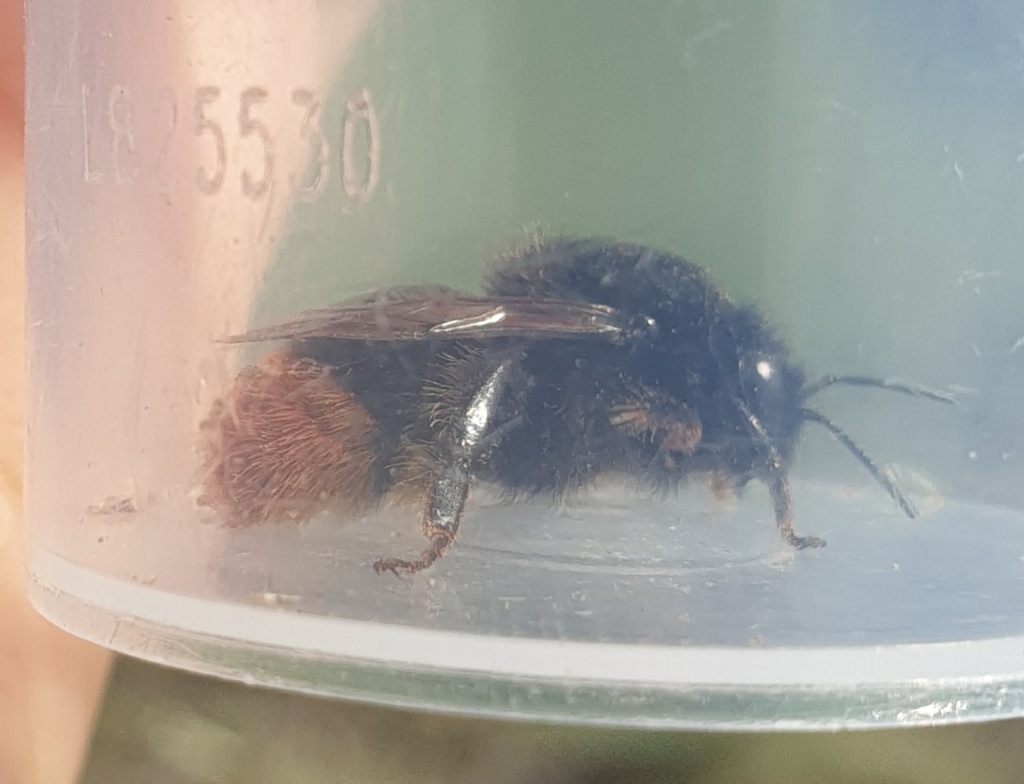 Bombus confusus confusus from 471 67 Provodín, Tšekki on August 31 ...