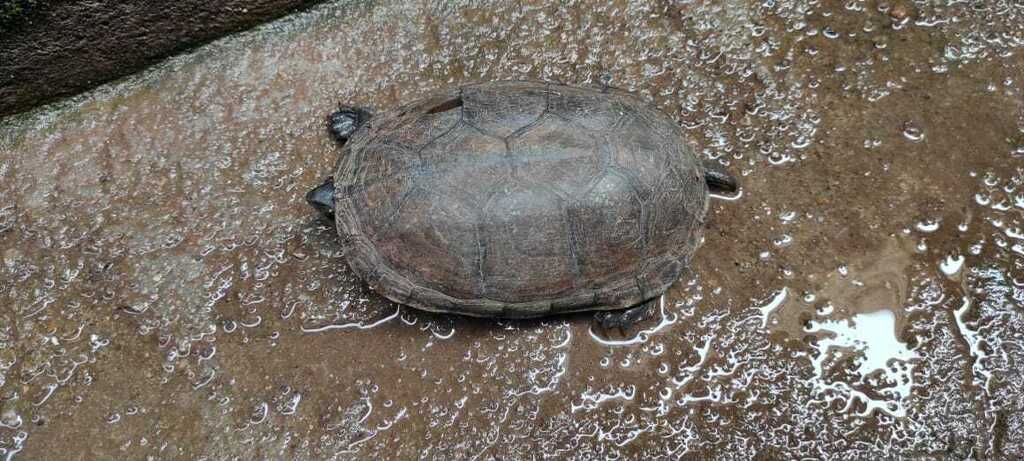 Mexican Mud Turtle from 47728 San José de Gracia, Jal. on August 30 ...