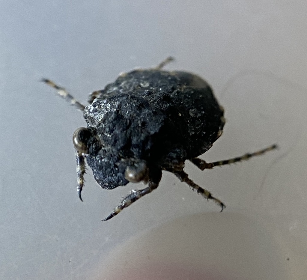 Big-eyed Toad Bug in August 2023 by alyeciah · iNaturalist