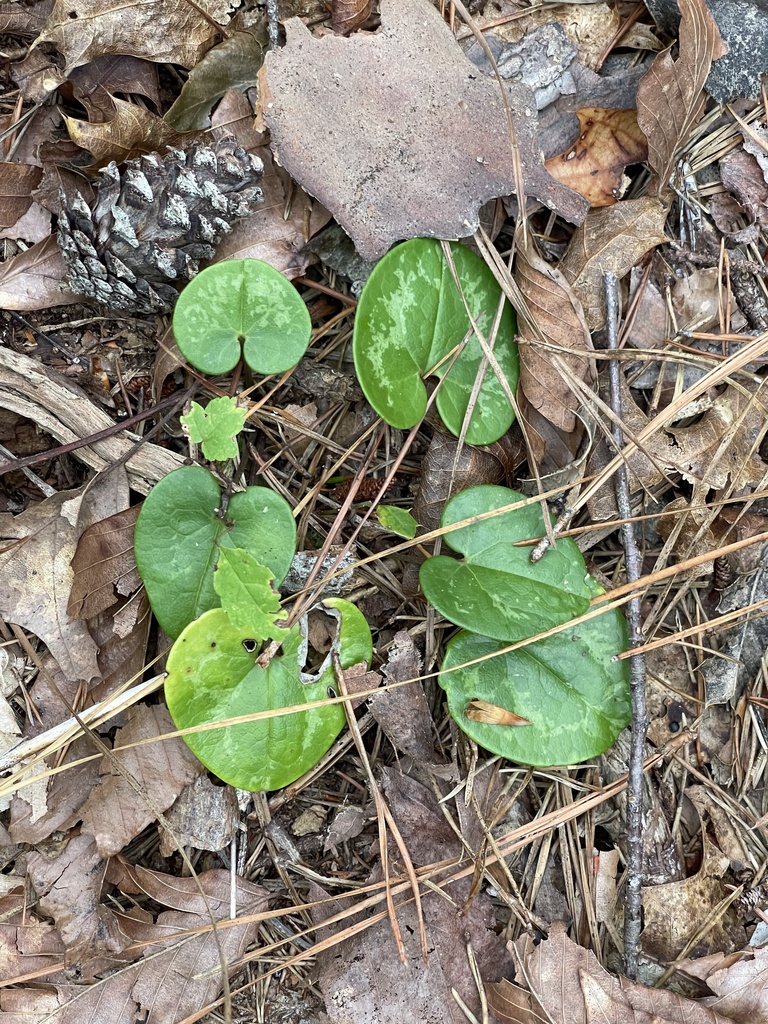 Virginia heartleaf from Urbanna Creek, Urbanna, VA, US on August 31 ...