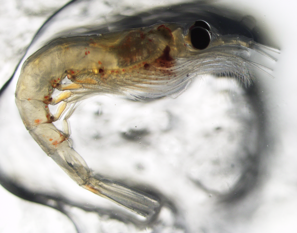 Northern Krill from Côte-Nord, QC, Canada on February 6, 2019 by Leïla ...