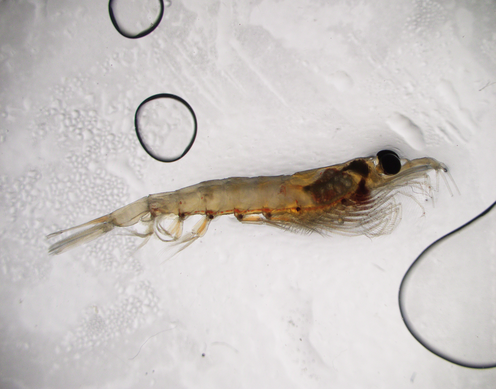 Northern Krill from Côte-Nord, QC, Canada on February 6, 2019 by Leïla ...