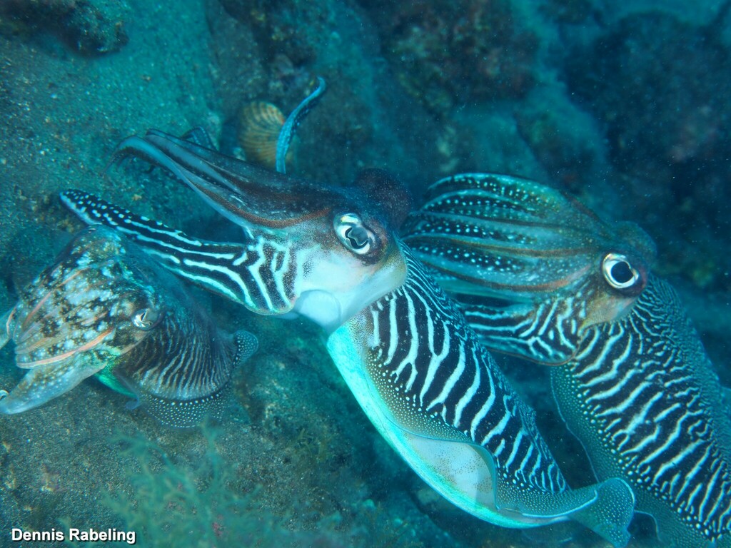 European Common Cuttlefish from Las Palmas, ES-CN, ES on August 31 ...