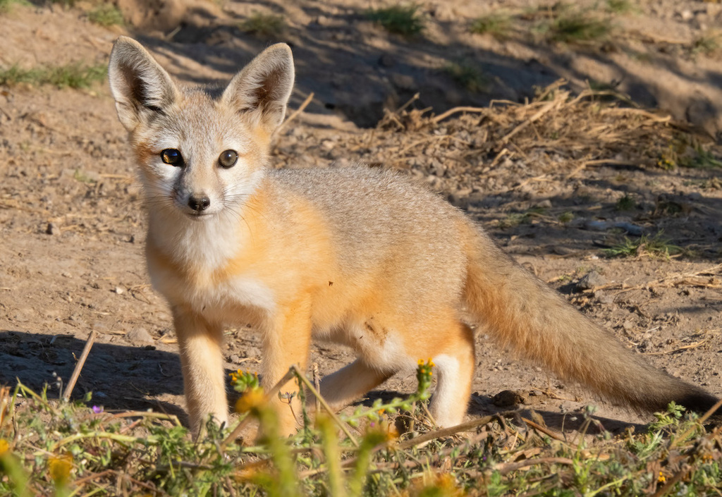 Kit Fox (Vulpes macrotis) - Know Your Mammals