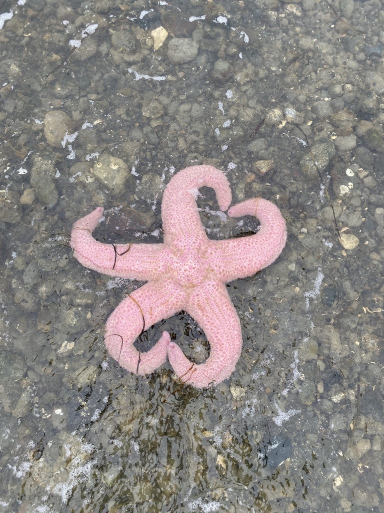 Giant Pink Sea Star from Shingle Bay, Skeena-Queen Charlotte, BC, CA on ...