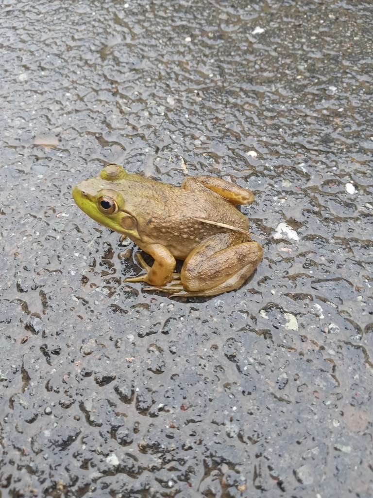 Typical Frogs from Port Angeles, WA 98363, USA on August 31, 2023 at 10 ...