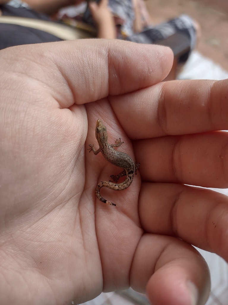 Spotted Least Gecko from Alajuela Province, San Ramón, Costa Rica on ...