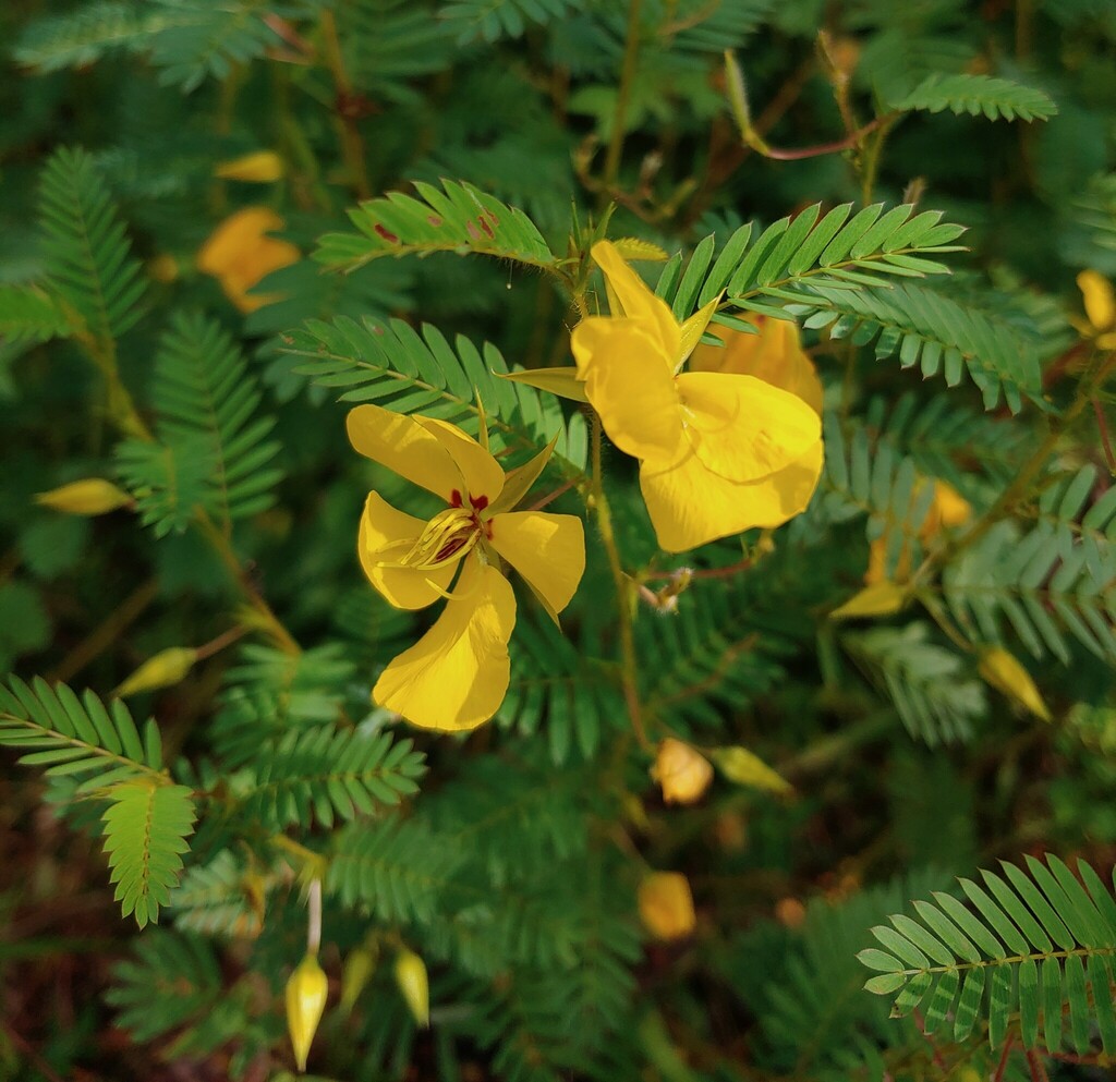 partridge pea from Dekalb County, GA, USA on August 31, 2023 at 11:50 ...