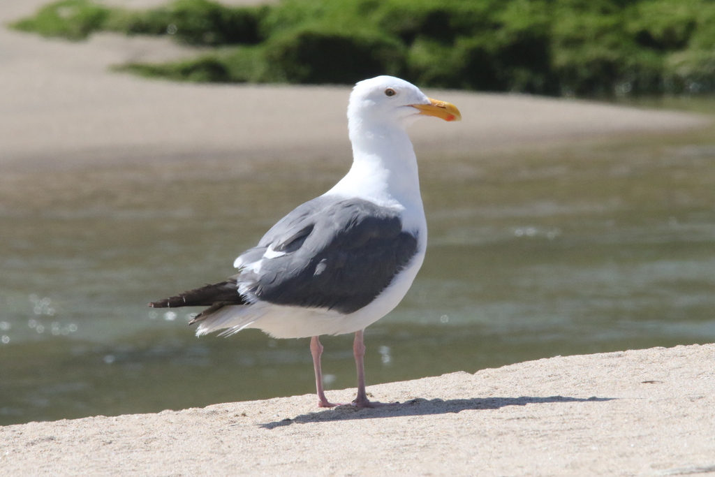 Western Gull from San Mateo County, CA, USA on August 29, 2023 at 02:47 ...