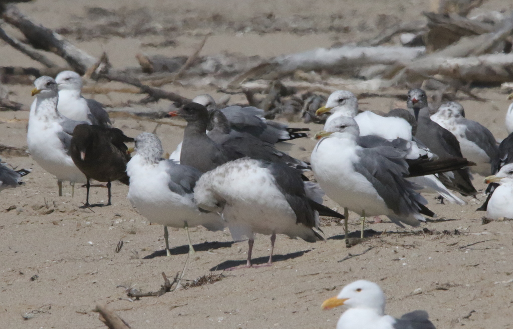 California Gull from San Mateo County, CA, USA on August 29, 2023 at 02 ...