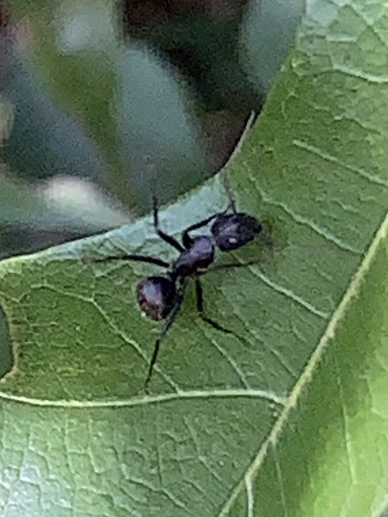 Eastern Black Carpenter Ant from Alvin, TX, US on August 31, 2023 at 10 ...