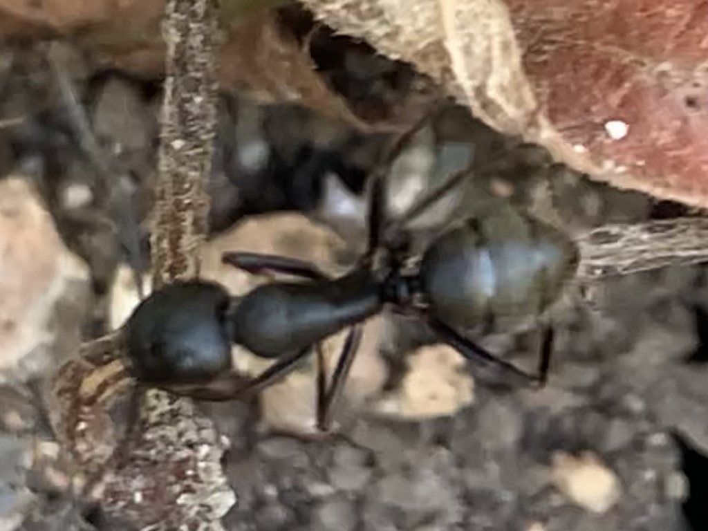 Eastern Black Carpenter Ant from Alvin, TX, US on August 31, 2023 at 10 ...