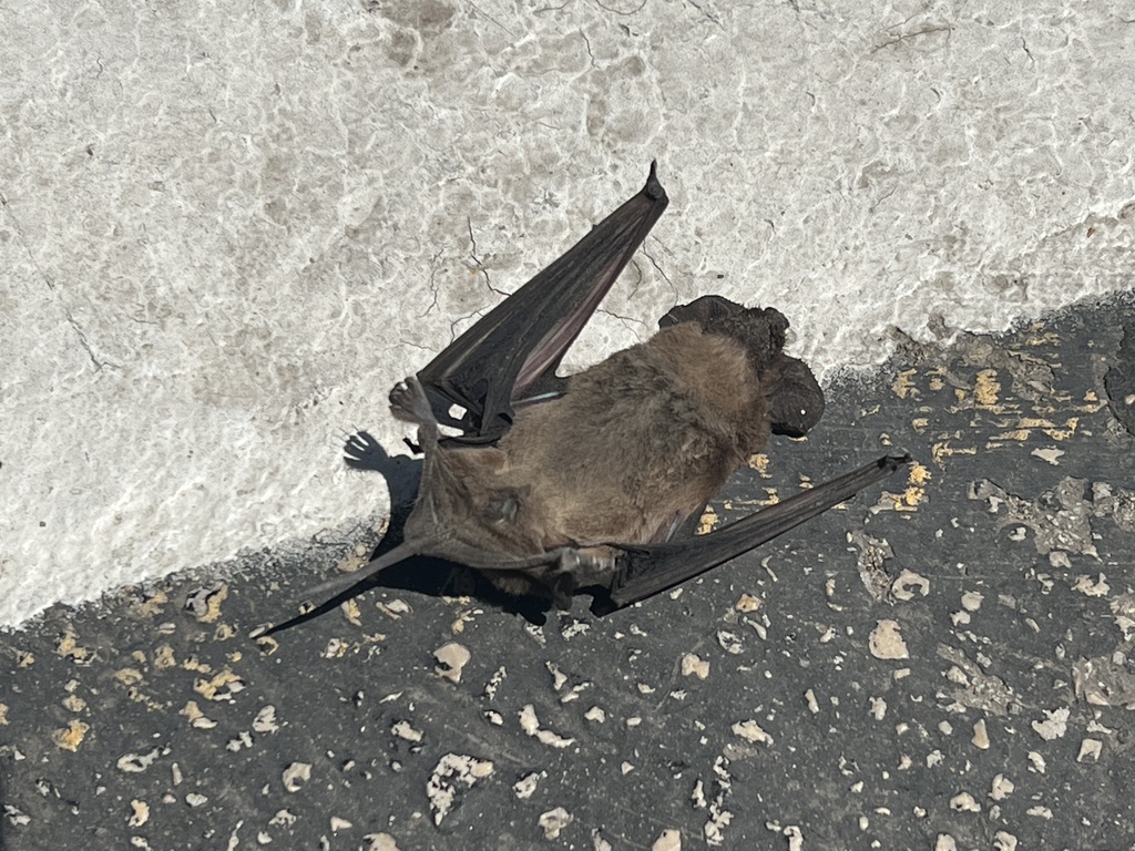 Mexican Free-tailed Bat from Bobcat Stadium, San Marcos, TX, US on ...
