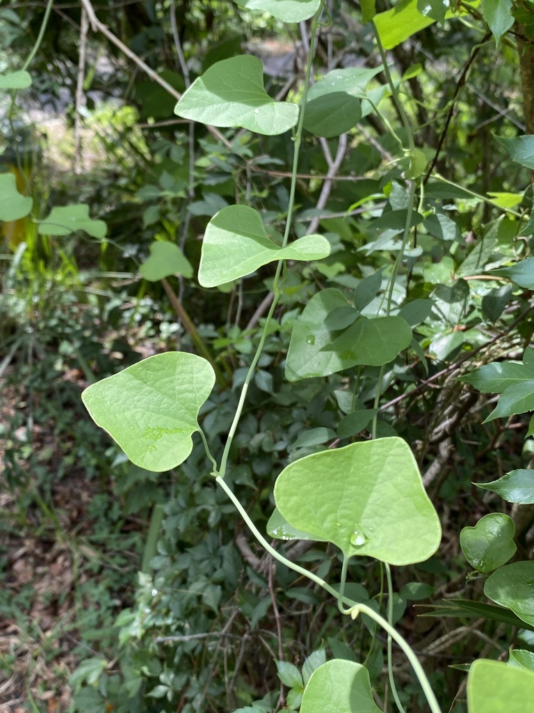 pipevine from Driftwood Rd S, Saint Petersburg, FL, US on August 31 ...