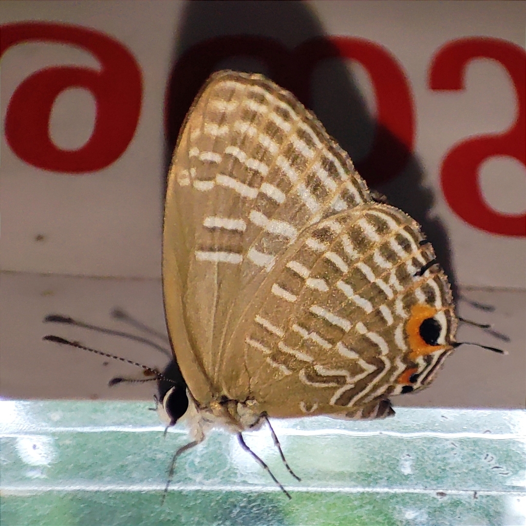 Metallic Cerulean from 754X+VQQ, Vadapuram, Mampad, Kerala 676542 ...