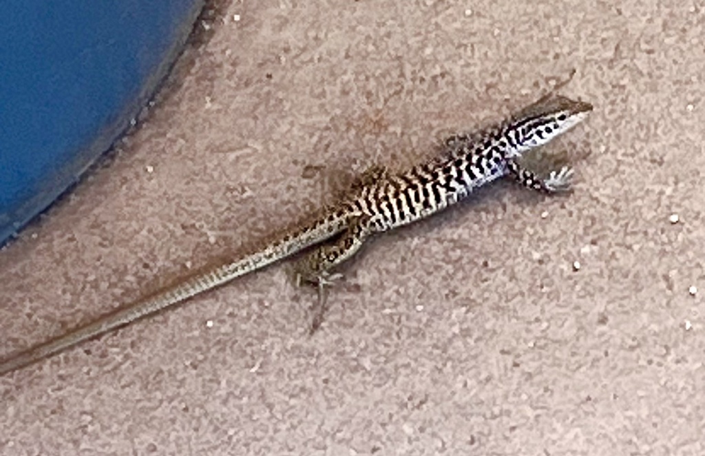 Common Checkered Whiptail from Tom Ulozas Dr, El Paso, TX, US on August ...