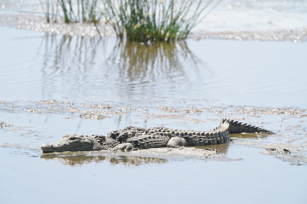 Nile Crocodile from Bariadi, Tanzania on August 21, 2023 at 03:31 AM by ...