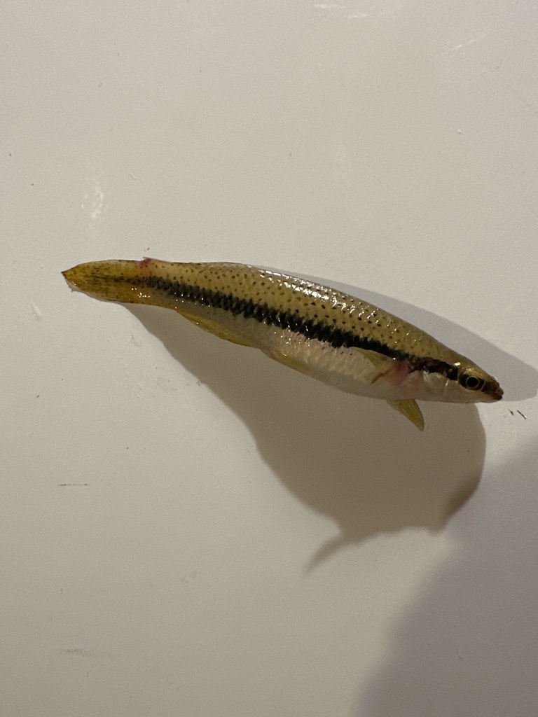 Blackspotted Topminnow from W Main St, Eureka, MO, US on August 31 ...