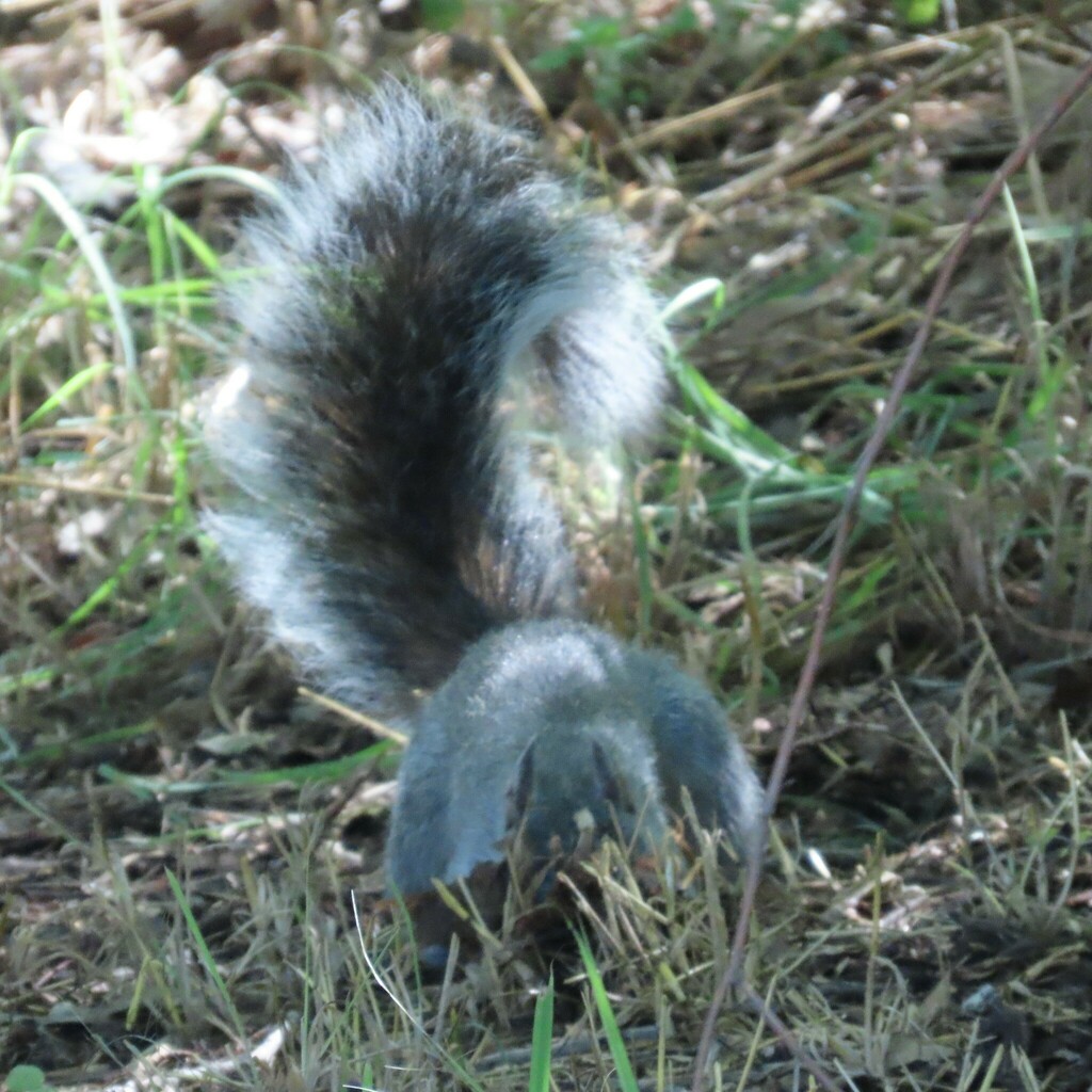 Arizona Gray Squirrel from 150 Blue Heaven Road, Patagonia, AZ 85624 on ...