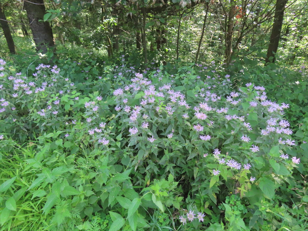 wild bergamot from Waukesha, Wisconsin, United States on July 22, 2023 ...