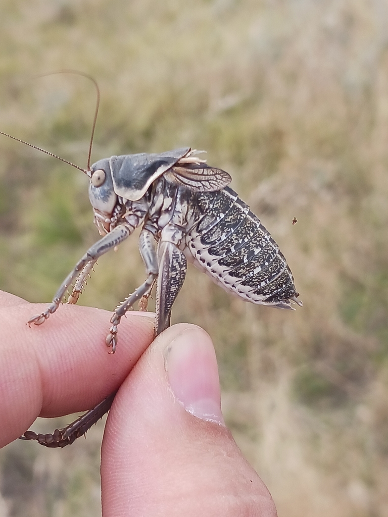 Notable Apote from Joseph, OR 97846, USA on August 31, 2023 at 12:21 PM ...