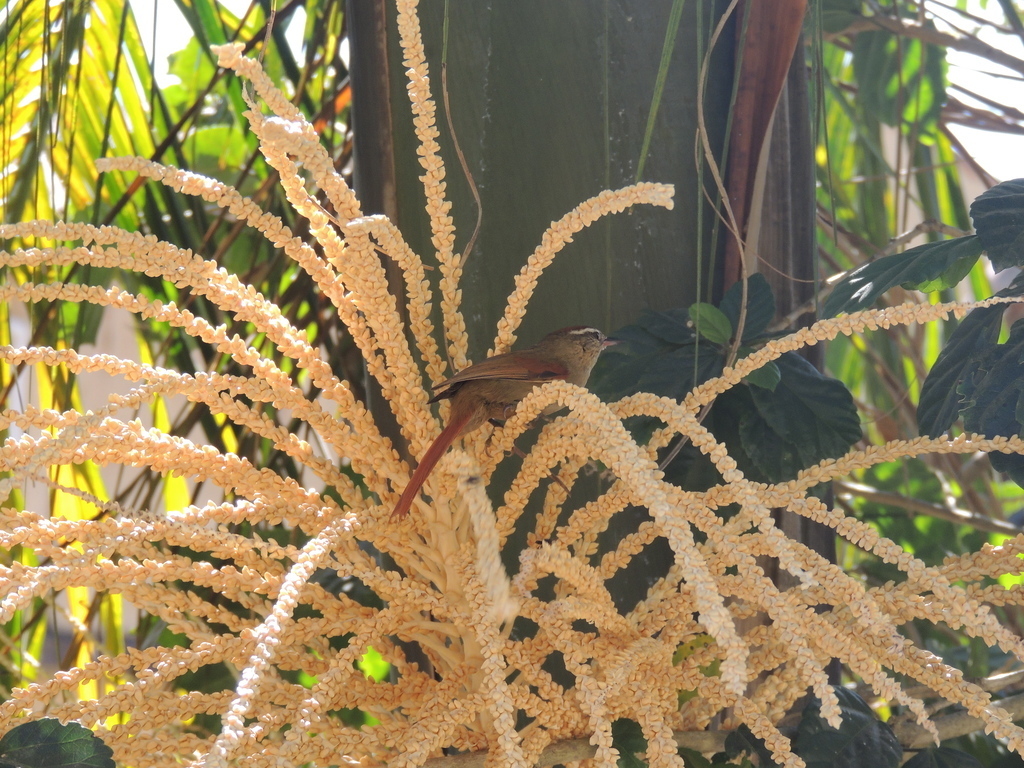Pallid Spinetail from Nova Friburgo - RJ, Brasil on July 12, 2016 at 03 ...