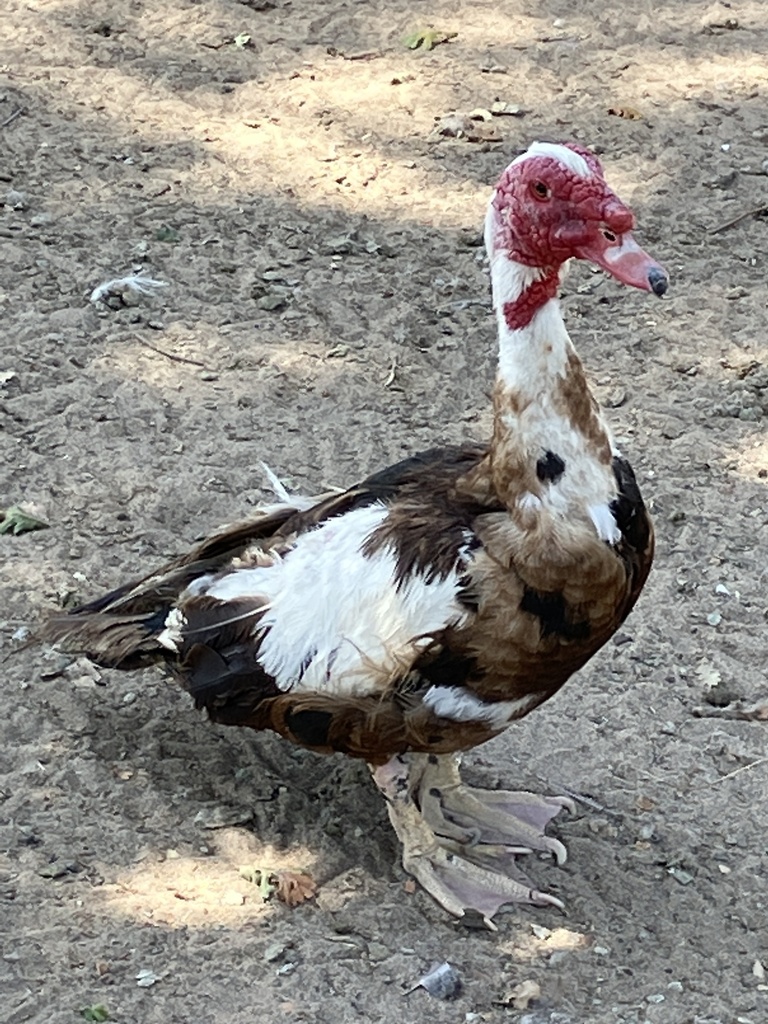 Domestic Muscovy Duck from Storyland, Fresno, CA, US on August 31, 2023 ...