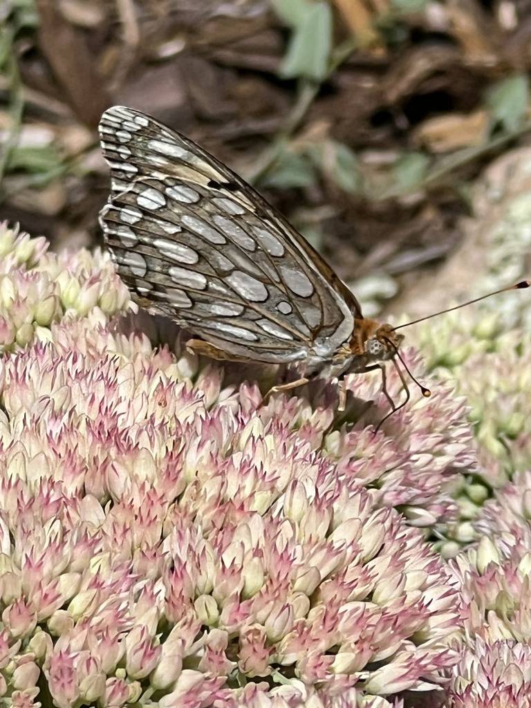 Edwards's Fritillary from Wildshore Dr, Timnath, CO, US on August 31 ...