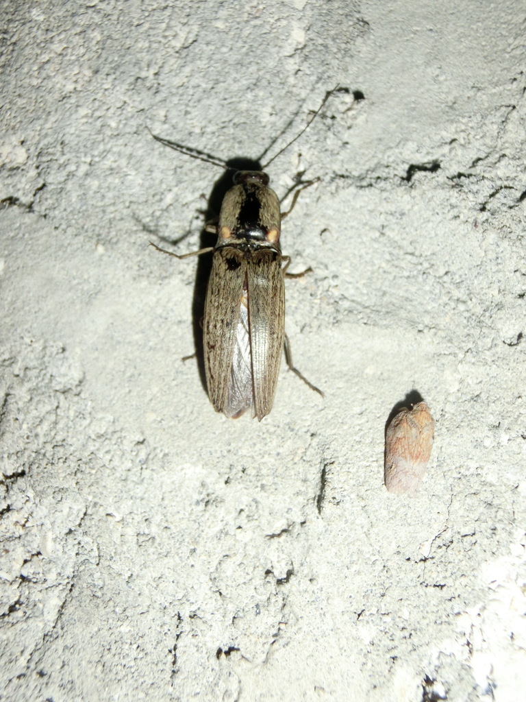 Headlight Beetles from Paraíso, 81000, Dominican Republic on May 16 ...