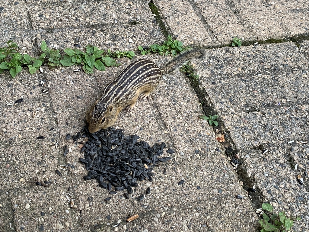 Thirteen-lined Ground Squirrel from Superior National Forest, Virginia ...