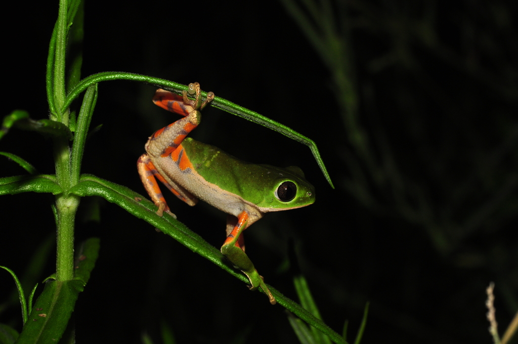 Pithecopus gonzagai from Sa. do Vento - Serra do Vento, Belo Jardim ...