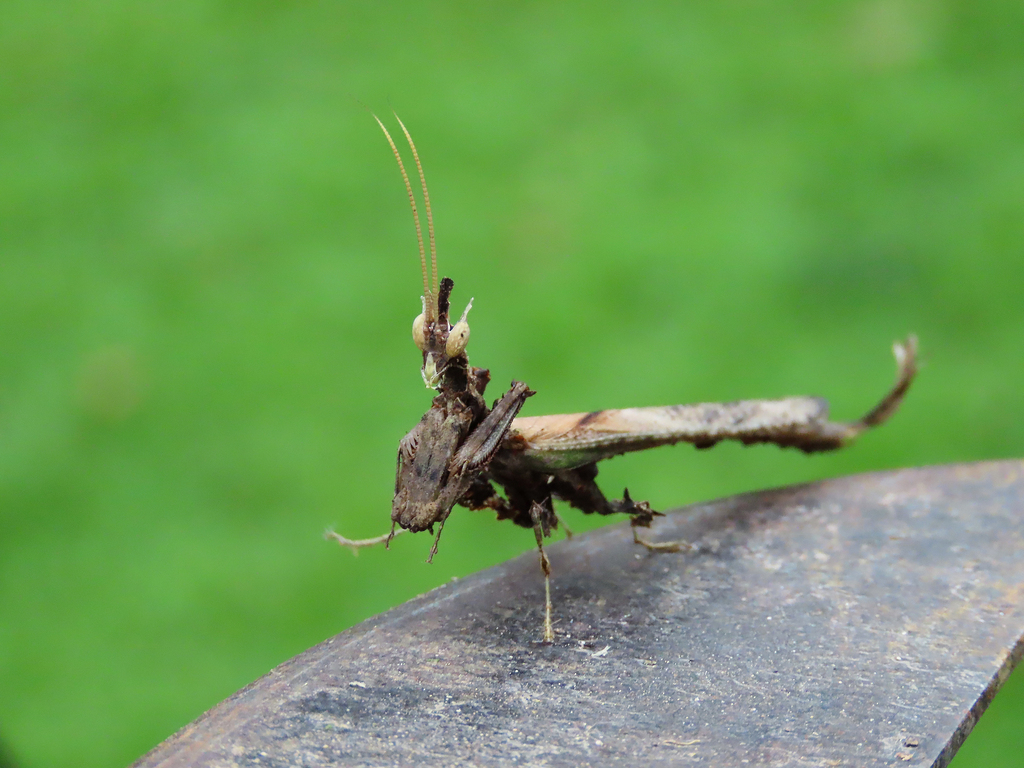 Brazilian Dragon Mantis from Rio do Ouro, Caraguatatuba - SP, Brasil on ...