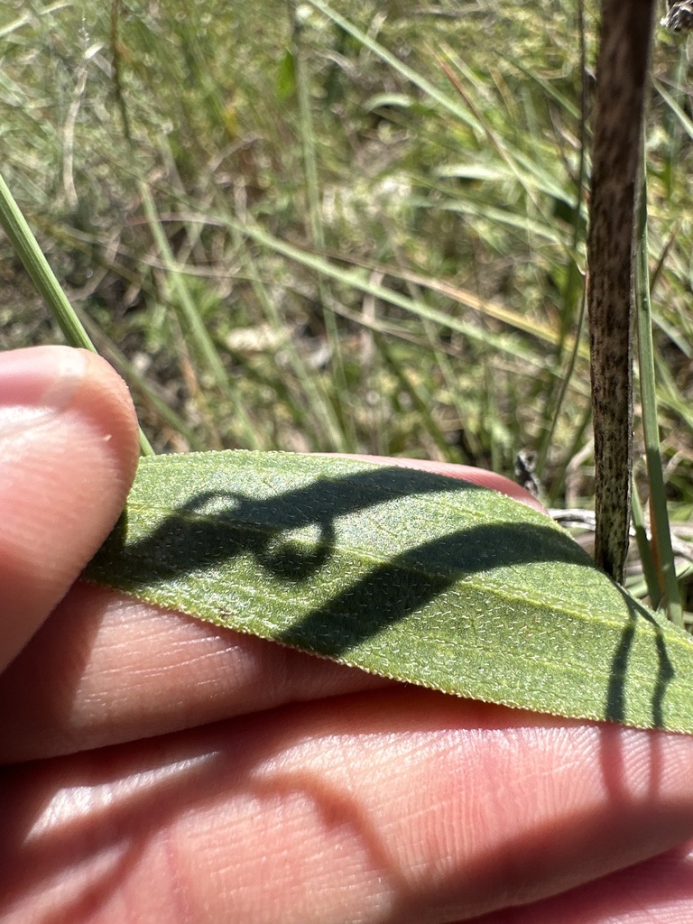 Echinacea paradoxa paradoxa from E 330th Rd, Flemington, MO, US on ...