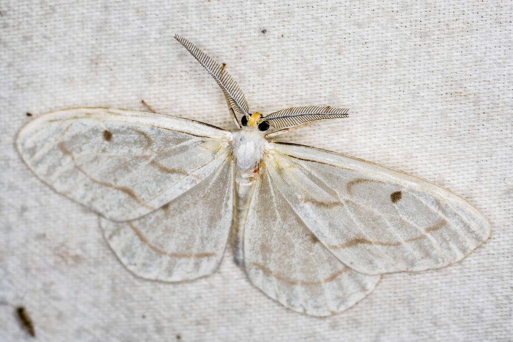 Leucula meganira from 1 km este de Tuis de Turrialba entrada a mano ...