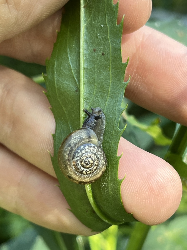 Polygyridae from Mount Vernon, IN, US on August 31, 2023 at 10:50 AM by ...
