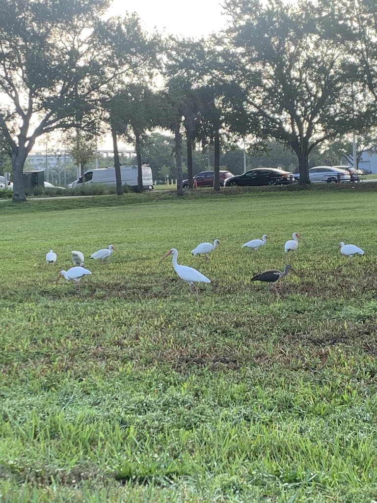 White Ibis from Hillsborough Community College, Tampa, FL, US on August ...