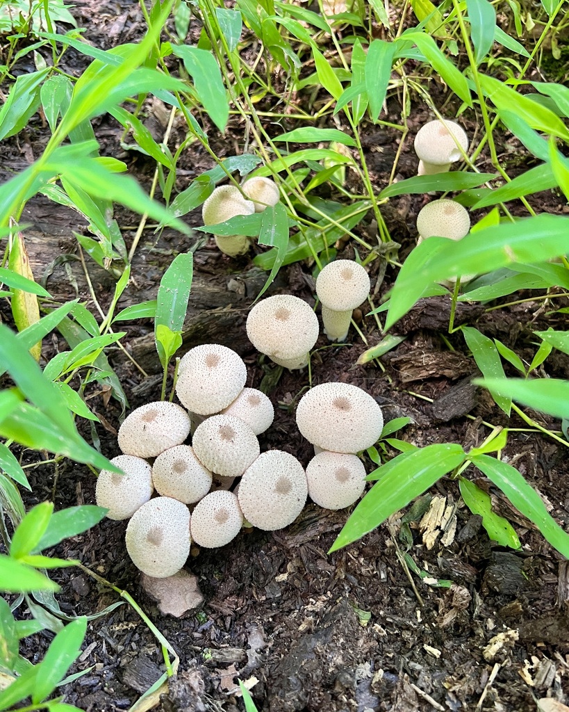 common puffball from Bell Acres, PA 15143, USA on August 27, 2023 at 02 ...