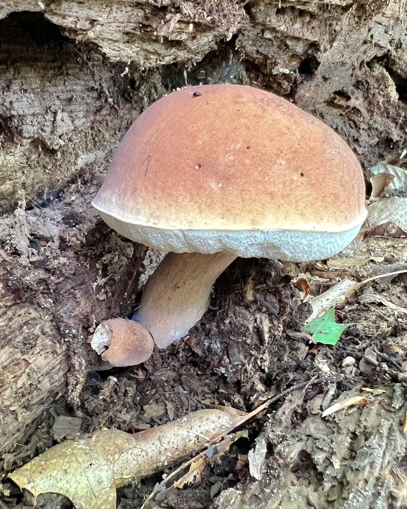 Xanthoconium purpureum from Allegheny County, PA, USA on August 27 ...