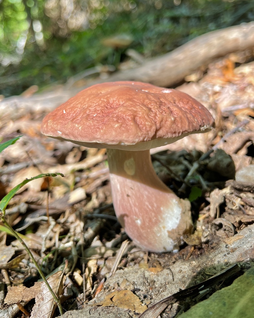 lilac bolete from Allegheny County, PA, USA on August 27, 2023 at 04:17 ...