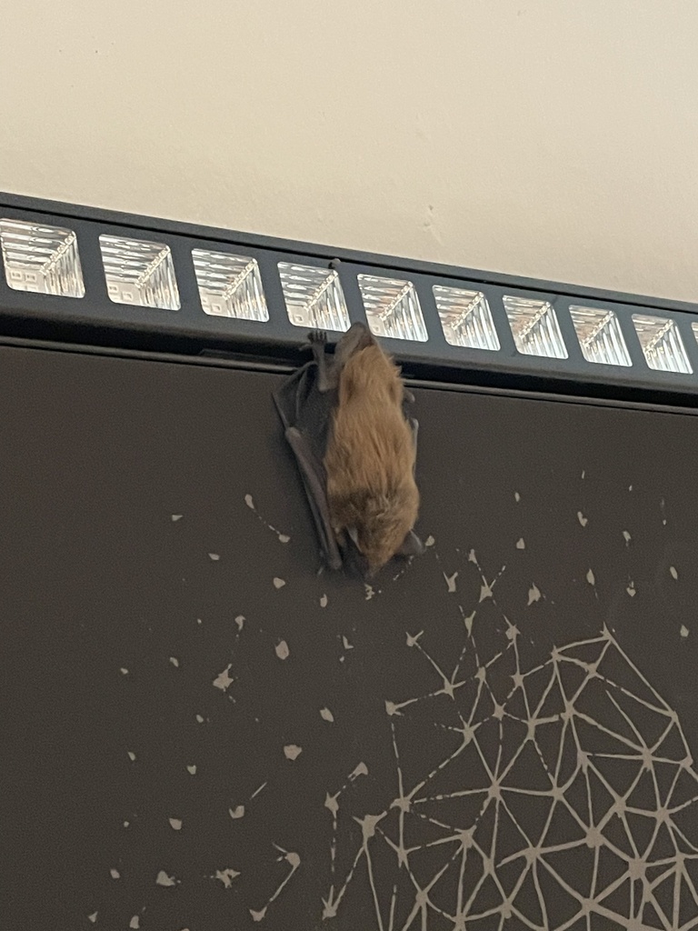 Big Brown Bat from Dean St, Worcester, MA, US on August 19, 2023 at 01: ...