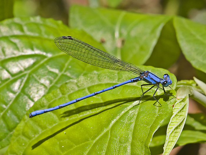 Azulilla de arroyo ecuatorial (Odonatos de Guatemala) · iNaturalist