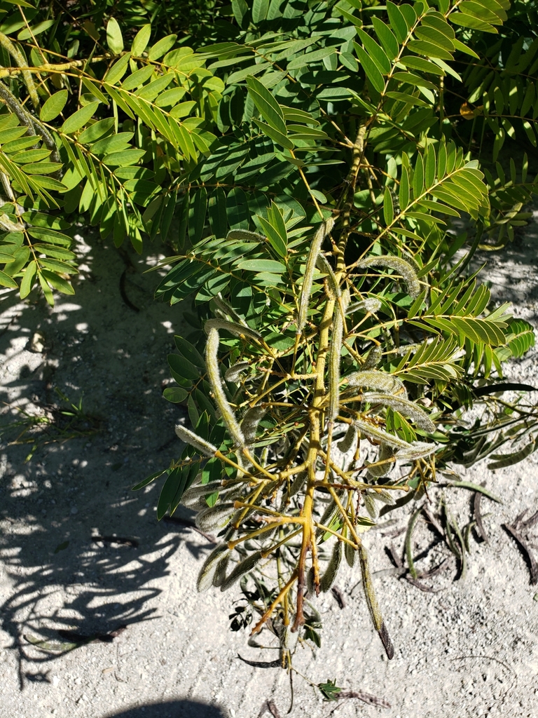 American senna from Butler-Tarkington/Rocky Ripple, Indianapolis, IN ...