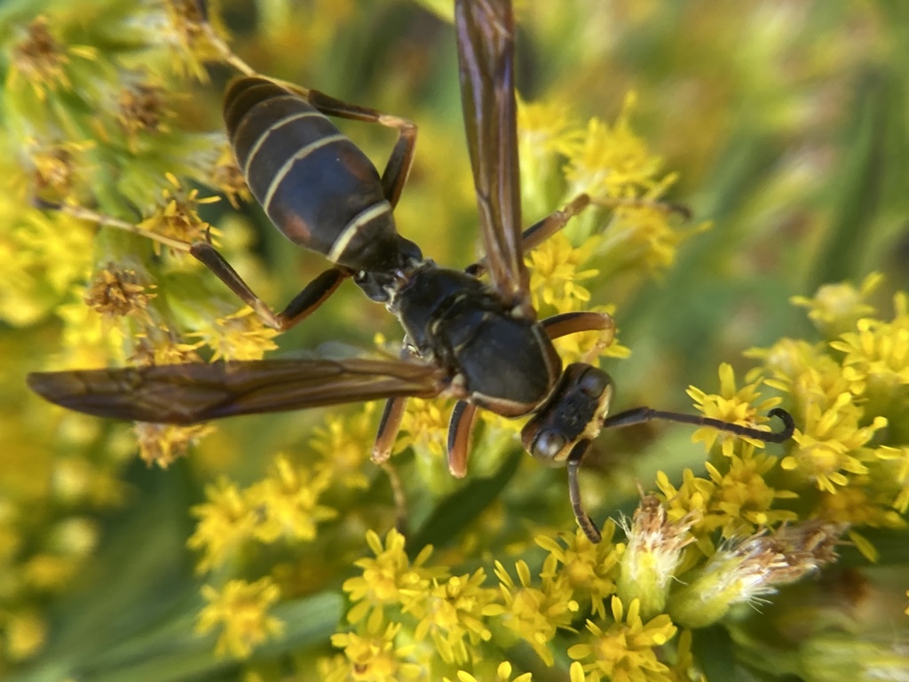 Dark Paper Wasp in August 2023 by bdagley · iNaturalist