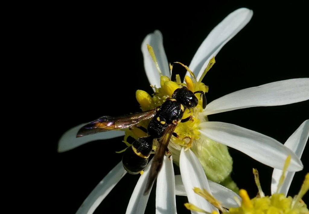 Canadian Potter Wasp from Blake - Jones, Toronto, ON, Canada on August ...
