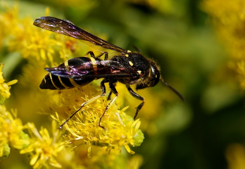 Lobed Mason Wasp from 11 Seymour Ave, Toronto, ON M4J 3T3, Canada on ...